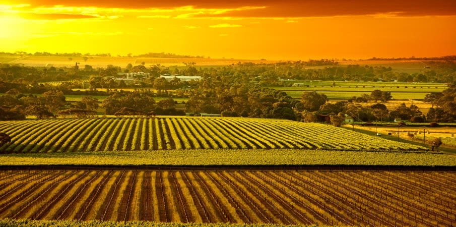 Adelaide Hills and Barossa trips