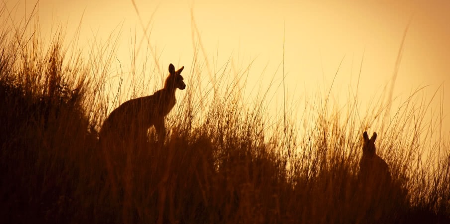 Adelaide to Uluru Road Trip - VroomVroomVroom